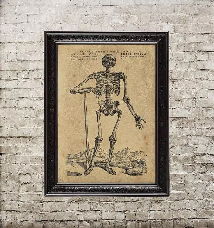 A skeleton from an old anatomical atlas. 564 h. | Inspire Uplift