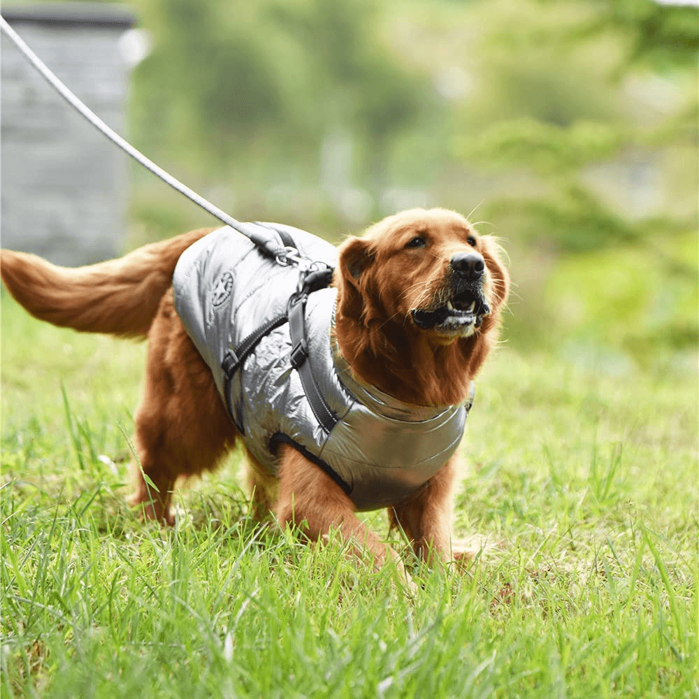 Cold Weather Harness Dog Jacket | Inspire Uplift