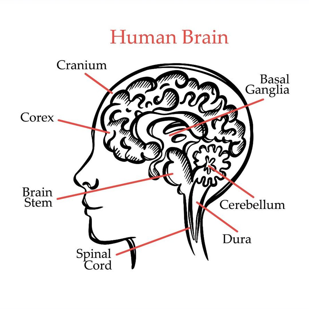 HUMAN BRAIN OUTLINE VIDEO Medical Education Animation Banner | Inspire Uplift