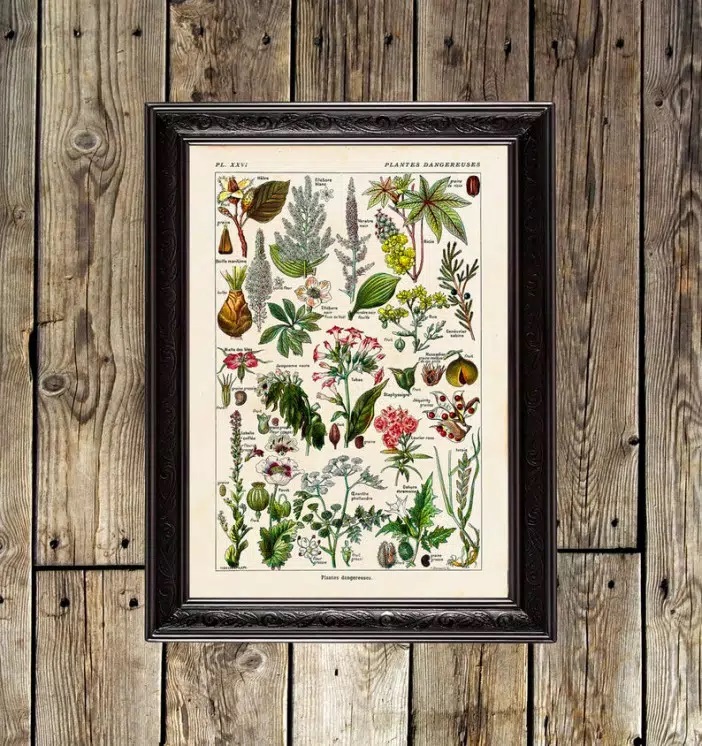 Dangerous Plants. Occult botanic art print.674 | Inspire Uplift