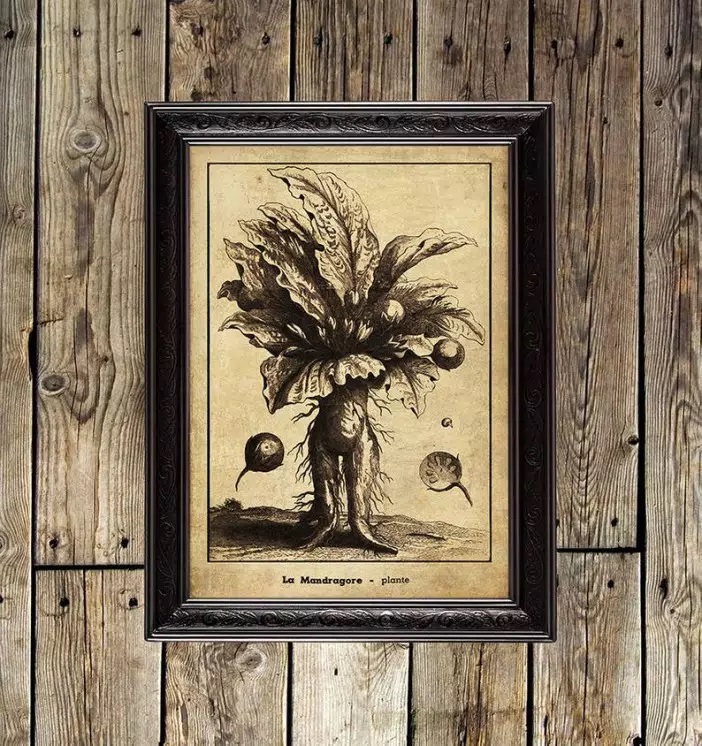 Mandrake. Occult botanic art print.312 | Inspire Uplift