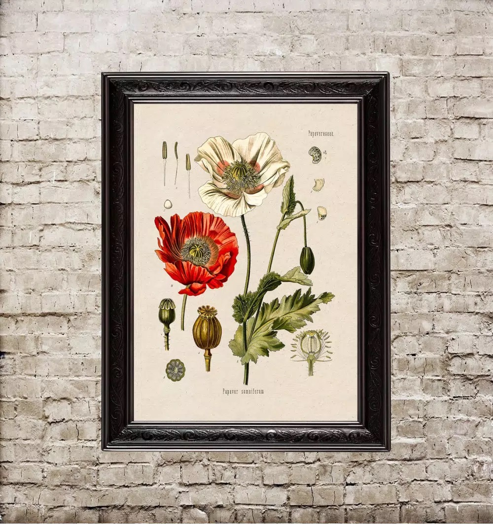 Opium, Poppy. Narcotic Art Print. 540 | Inspire Uplift
