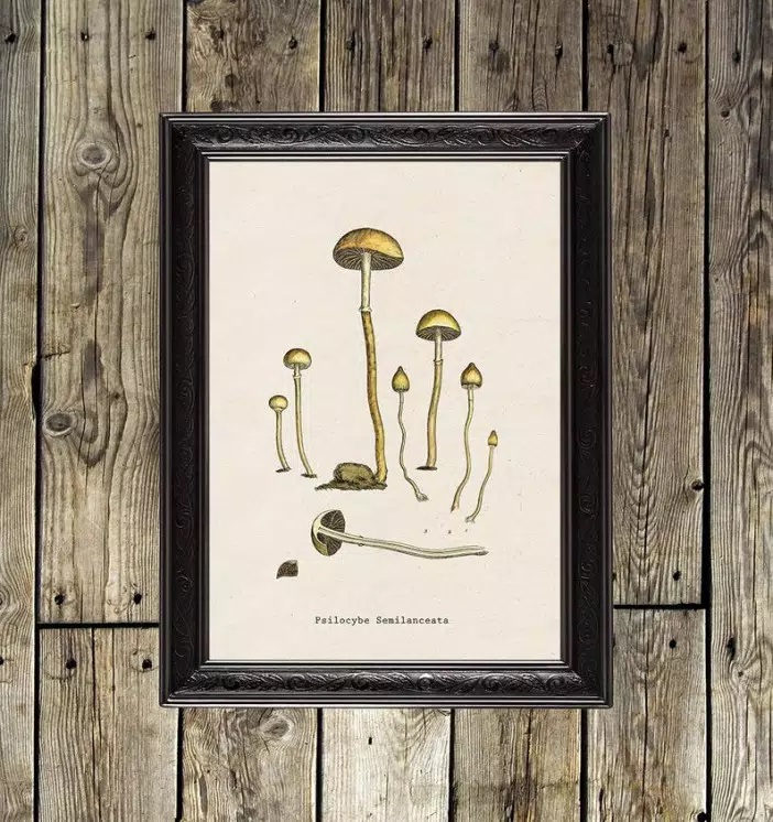 Psilocybin mushrooms. Psychedelic Art Print. 543 | Inspire Uplift