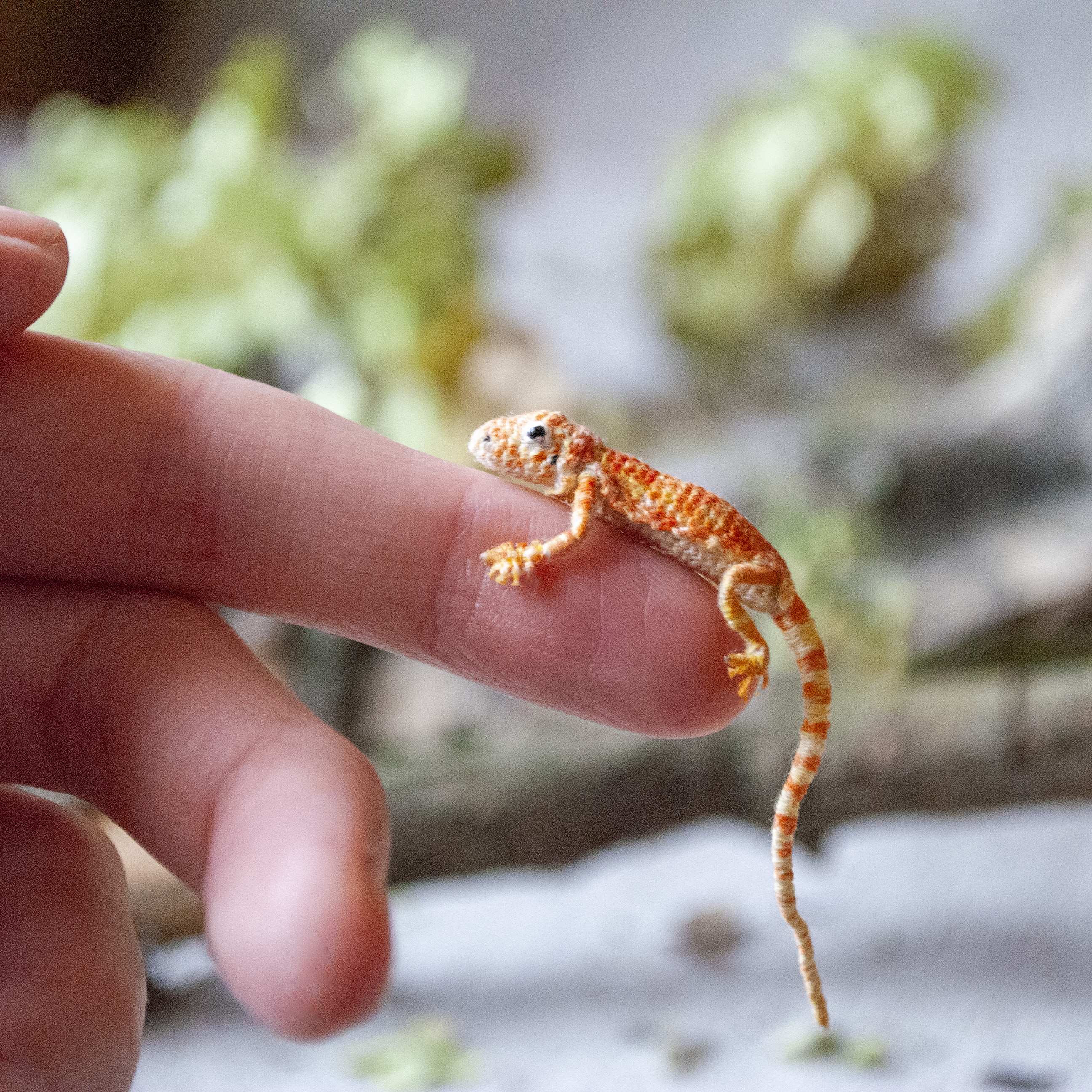 Micro mini reptile agama, Tiny handmade bearded dragon, Mini | Inspire ...