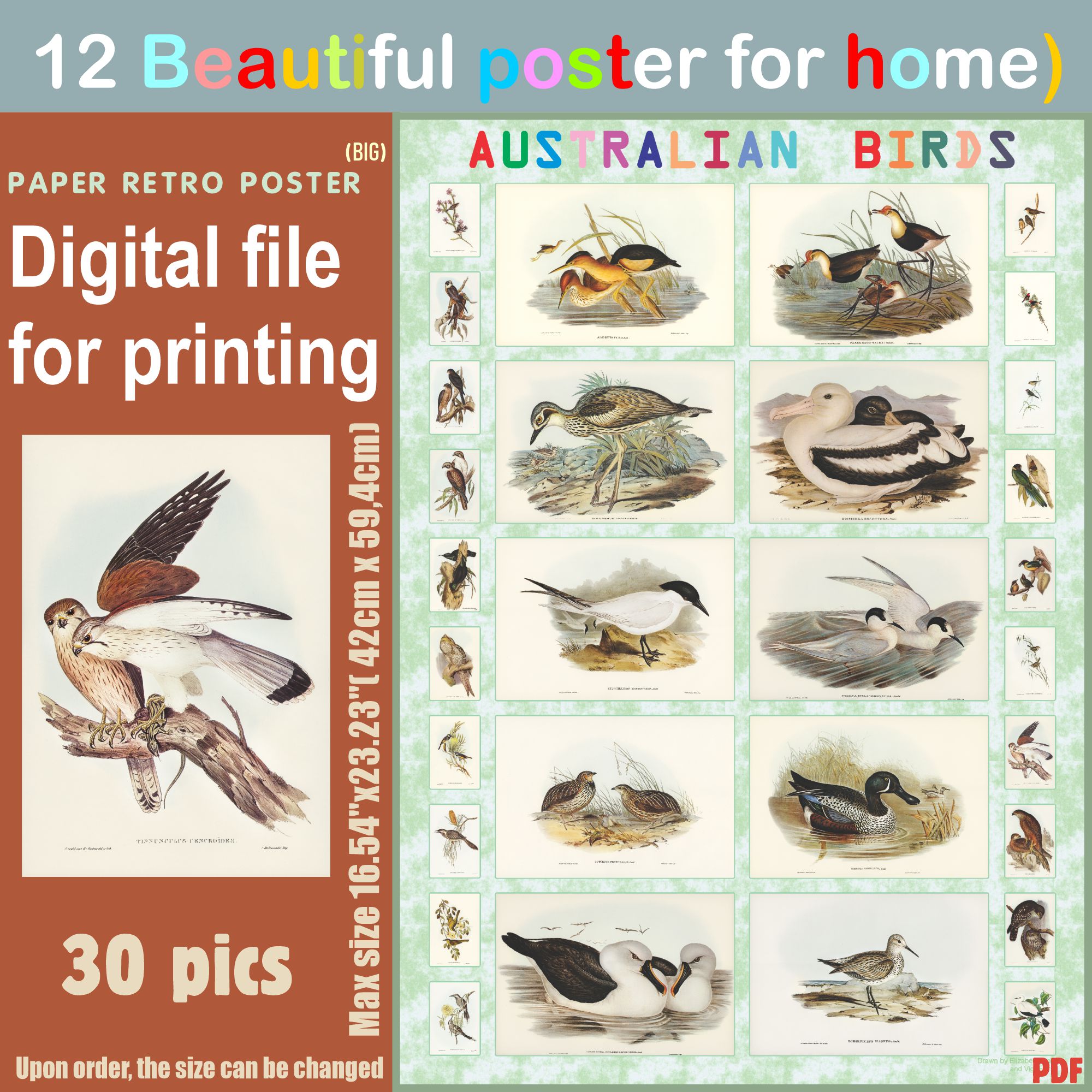 12 Retro poster (BIG) Australien BIRDS | Inspire Uplift
