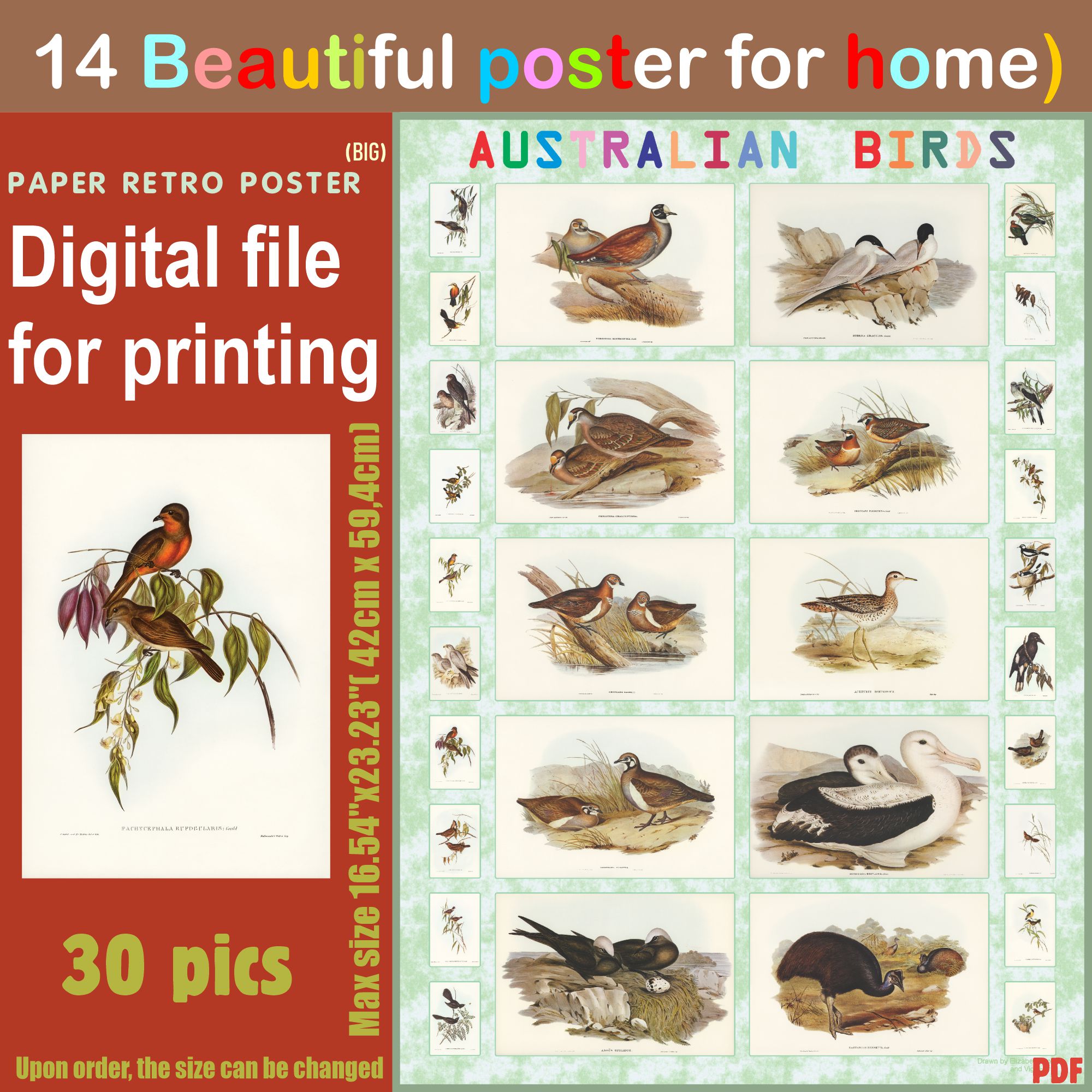 14 Retro poster (BIG) Australien BIRDS - Inspire Uplift