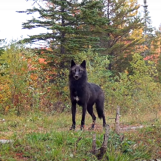 All Black Wolf Hybrid