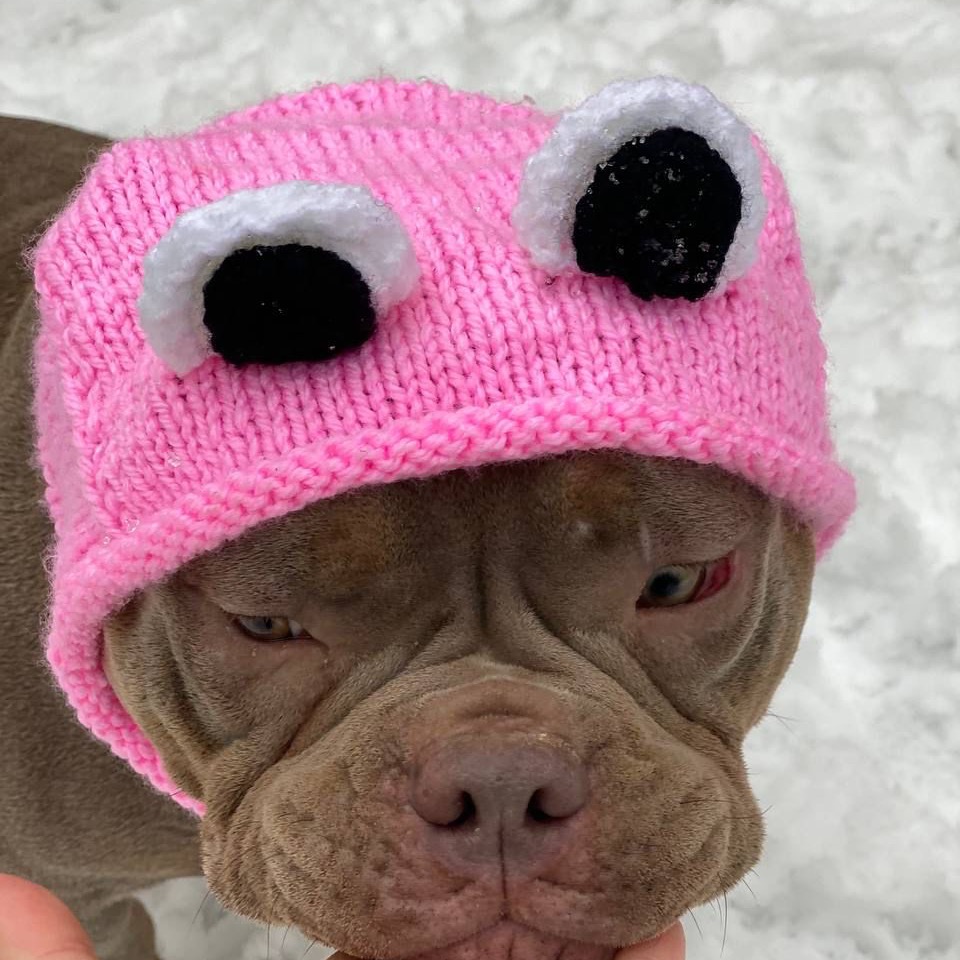 French Bulldog With Frog Hat