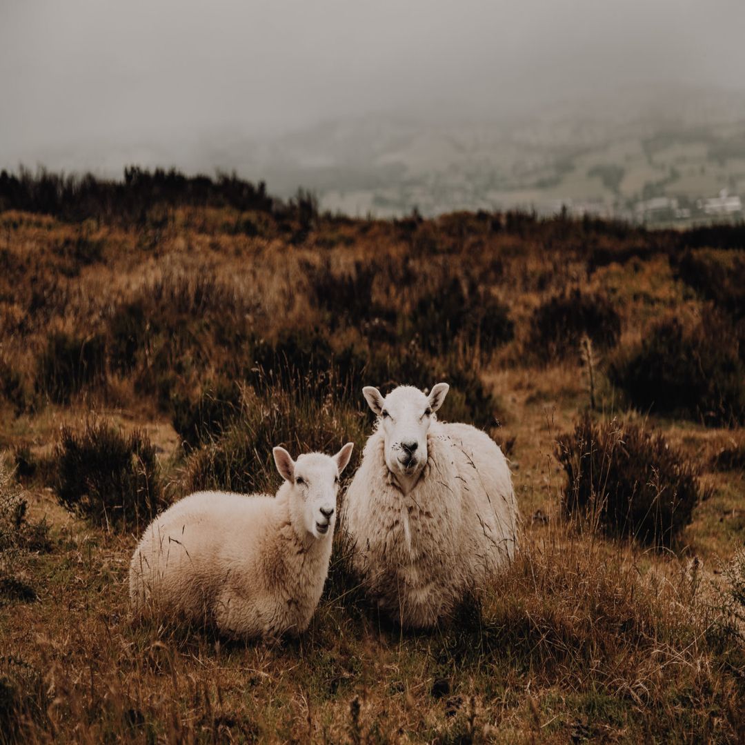 Instagram FARM Mobile & Desktop Presets | Inspire Uplift