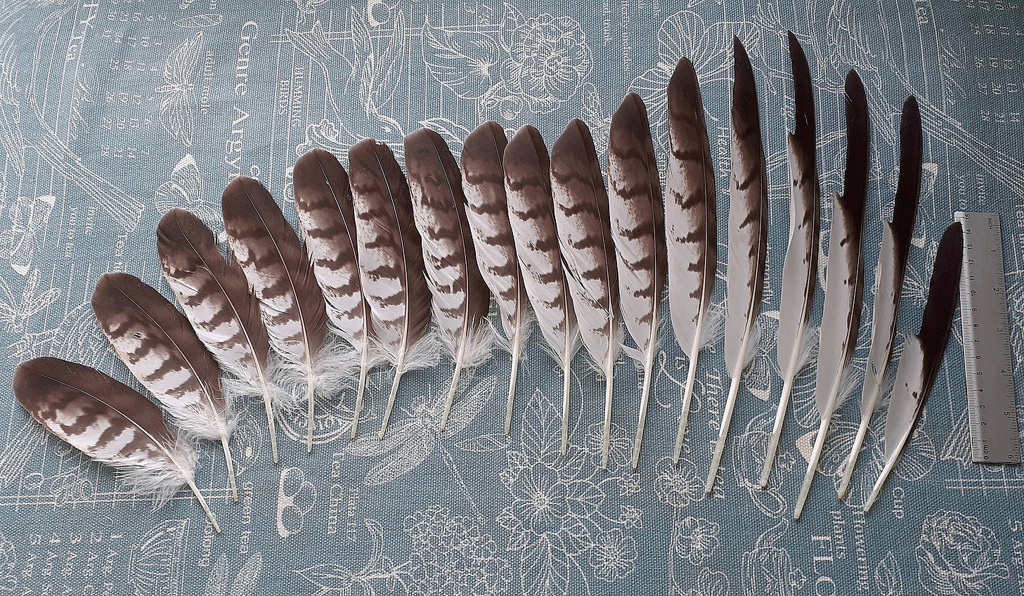 Natural bird feathers \ whole set \ Buzzard | Inspire Uplift