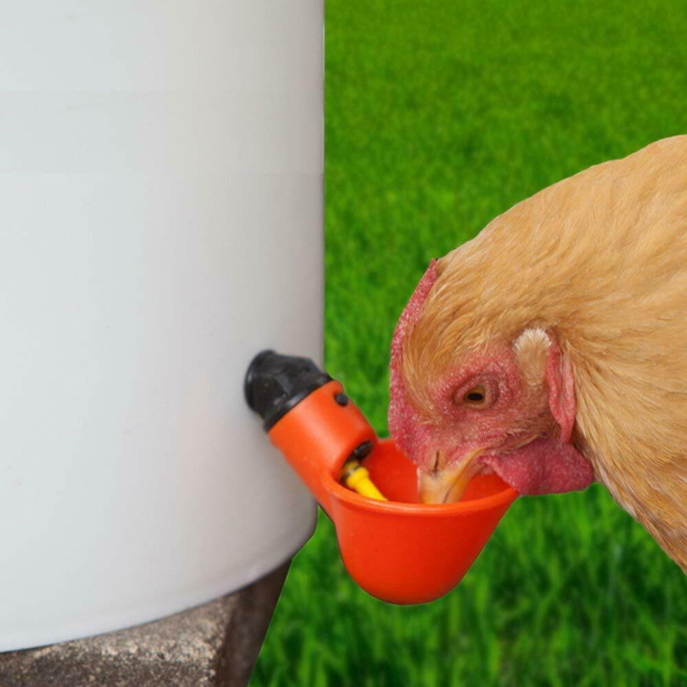 Automatic Chicken Water Cup – Durable Bird Coop Waterer | Inspire Uplift