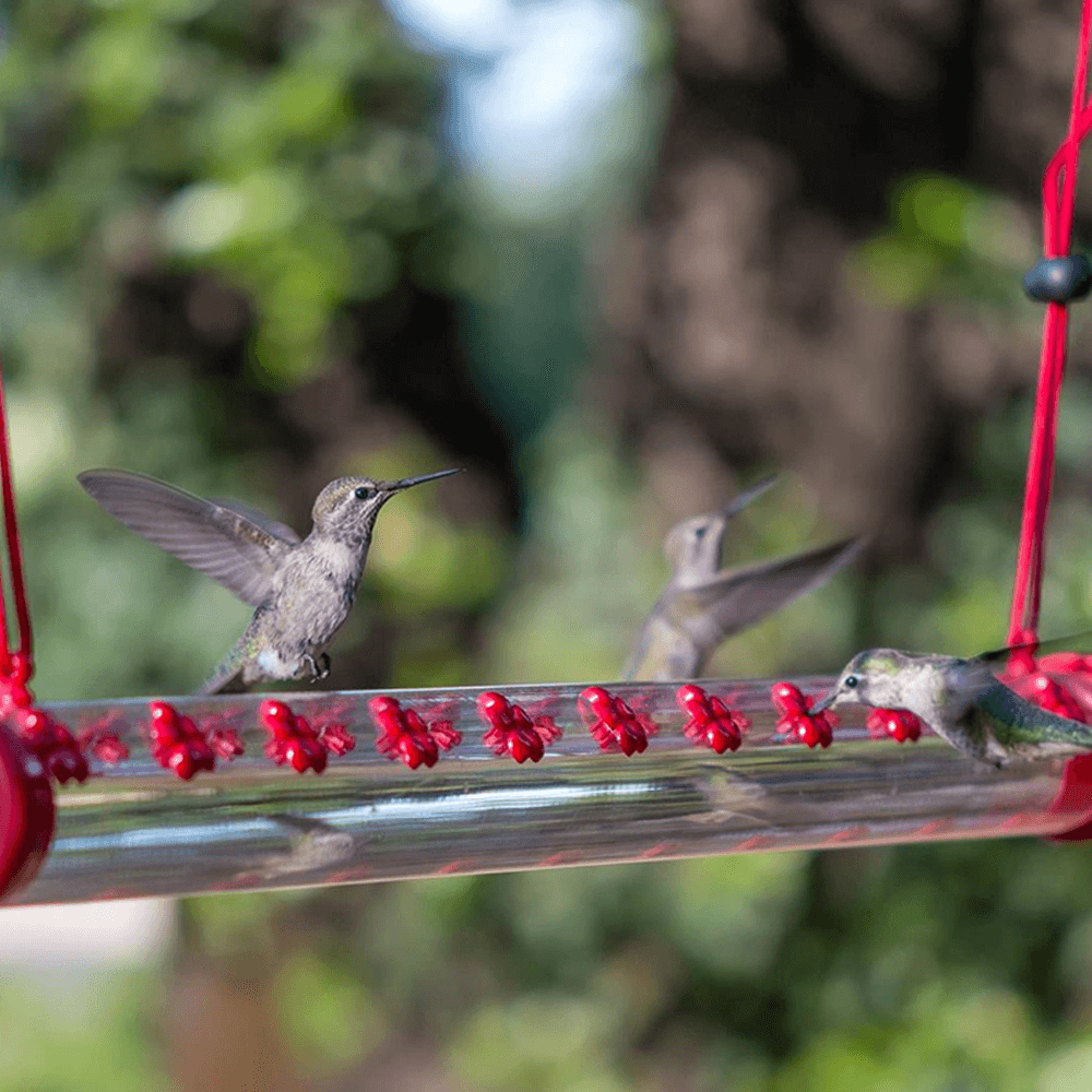Hummingbird Feeder with Transparent Pipe | Inspire Uplift