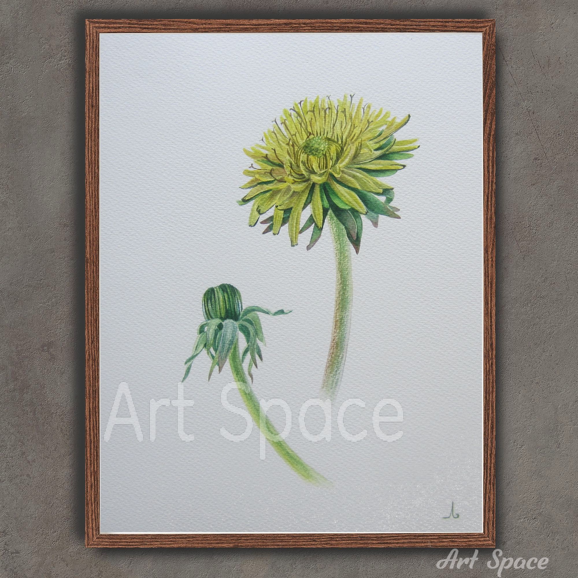 Dandelion Flower Drawing