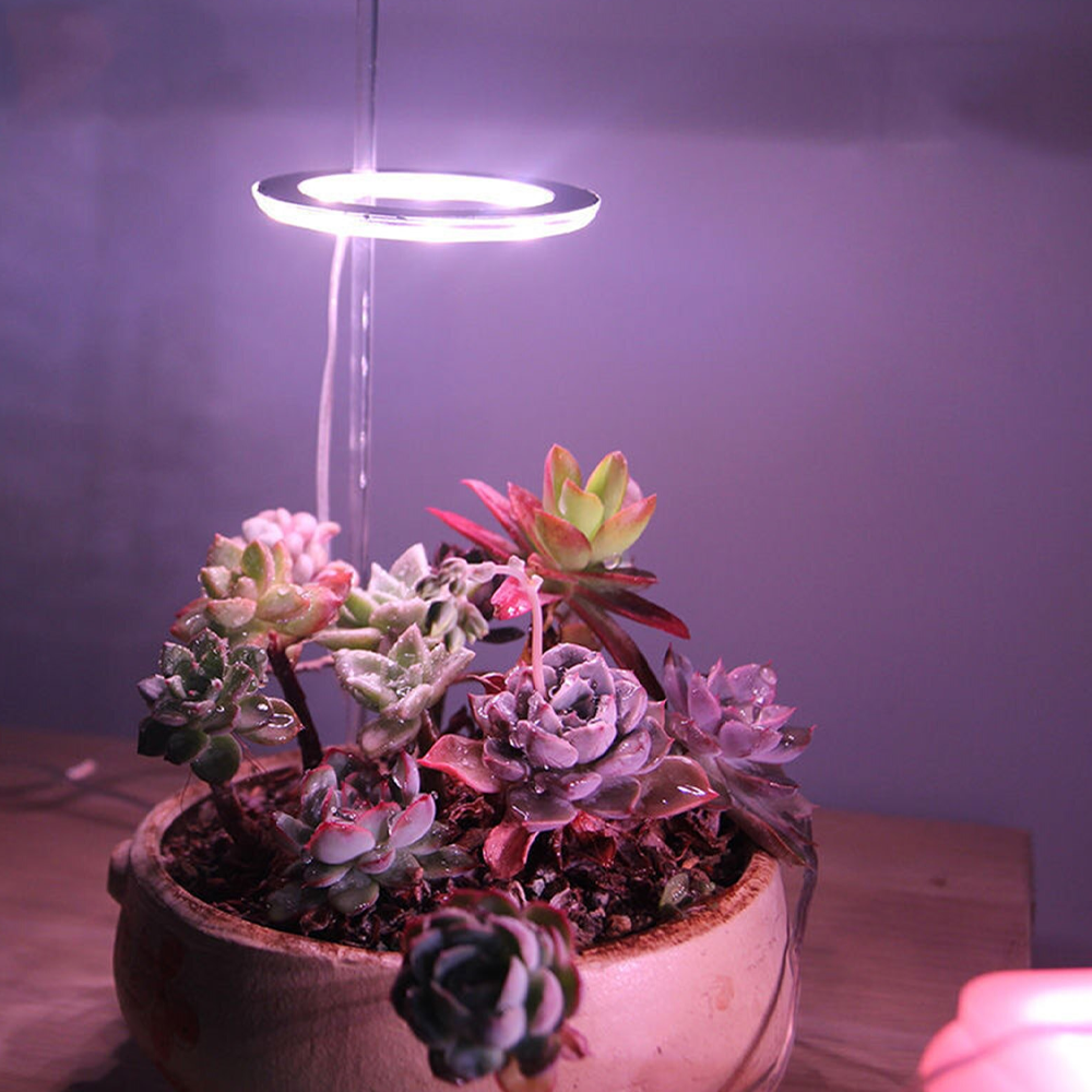 Stylish Ring Grow Light for Indoor Plants | Inspire Uplift