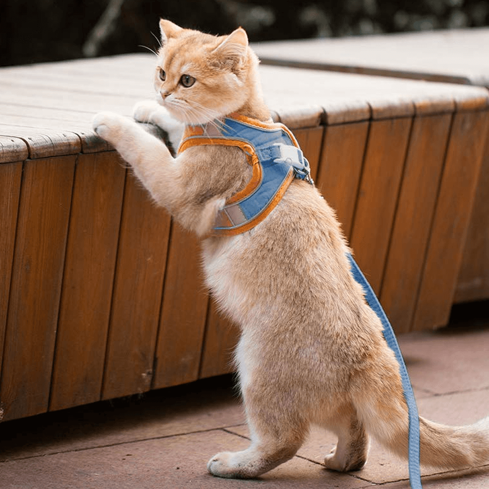 Luminous Cat Harness and Leash Set | Inspire Uplift
