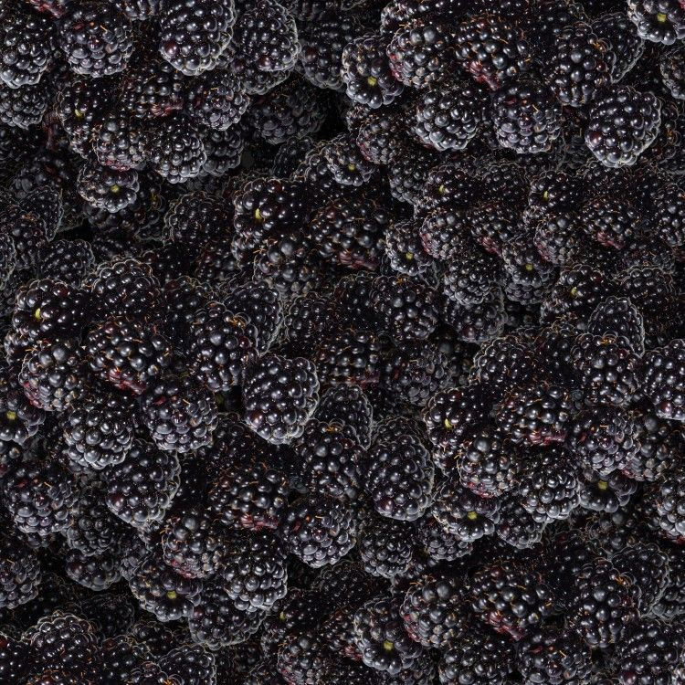 Blackberries 22 Seamless Tileable Repeating Pattern | Inspire Uplift