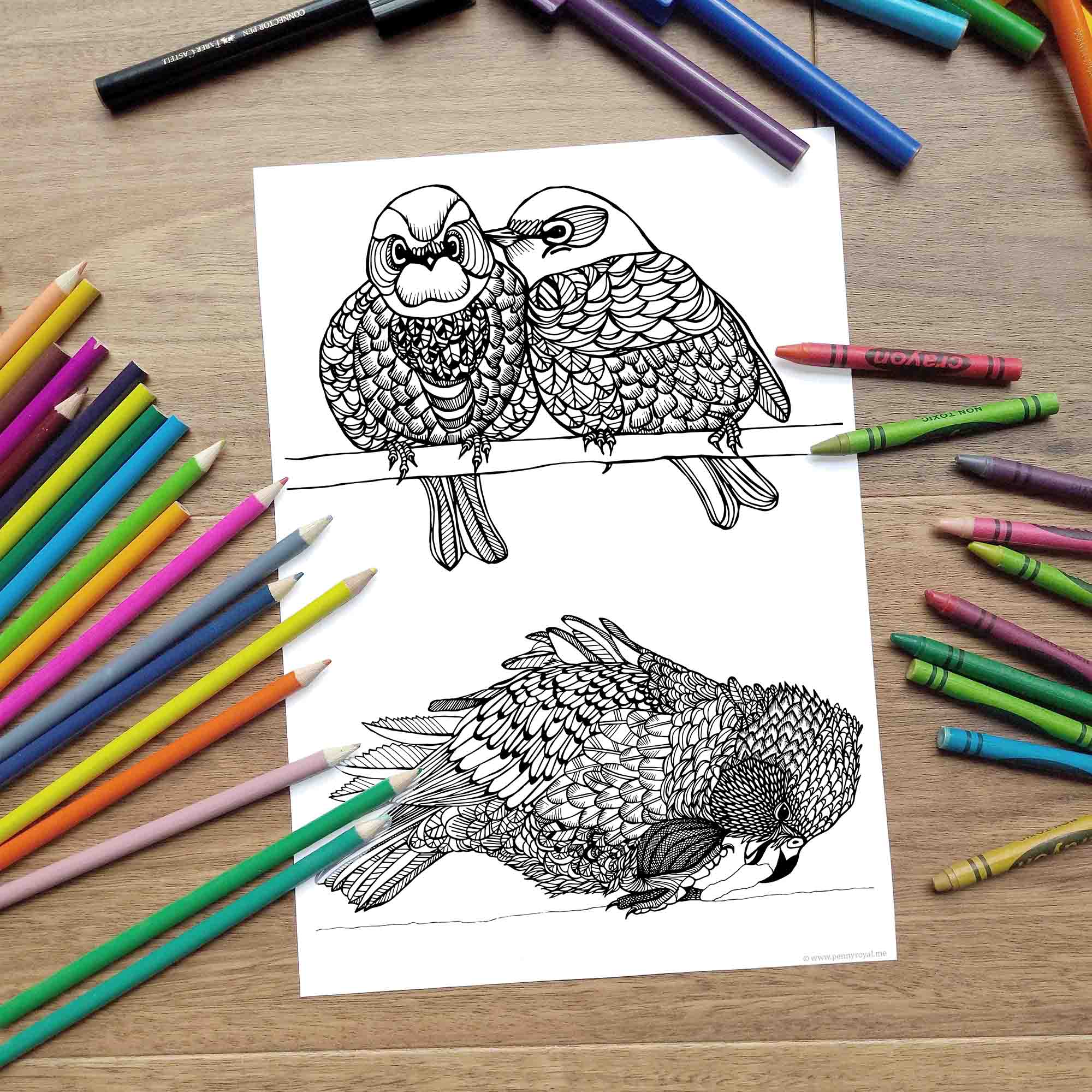 Kea and Silvereyes Coloring Page - Inspire Uplift