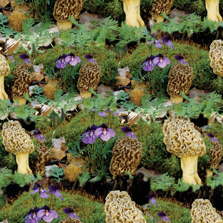 Morel Mushrooms 24 Seamless Tileable Repeating Pattern | Inspire Uplift