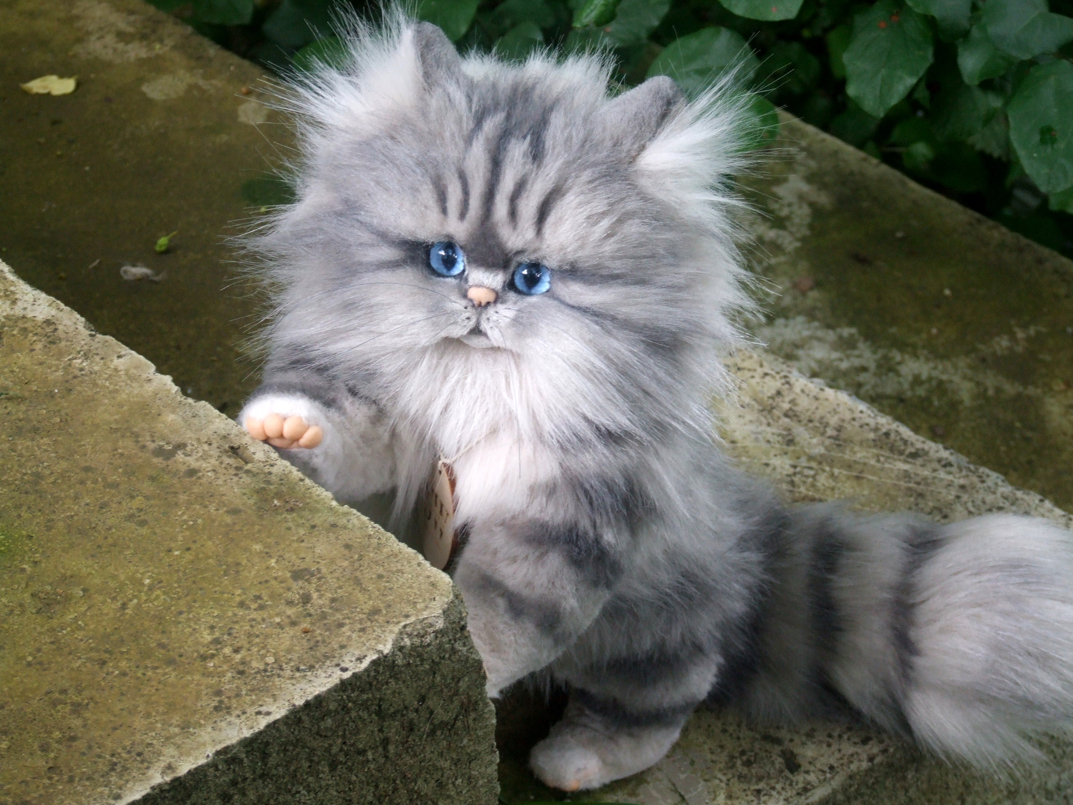 Kitten, Cat,soft toy cat,white kitten,realistic cat, | Inspire Uplift