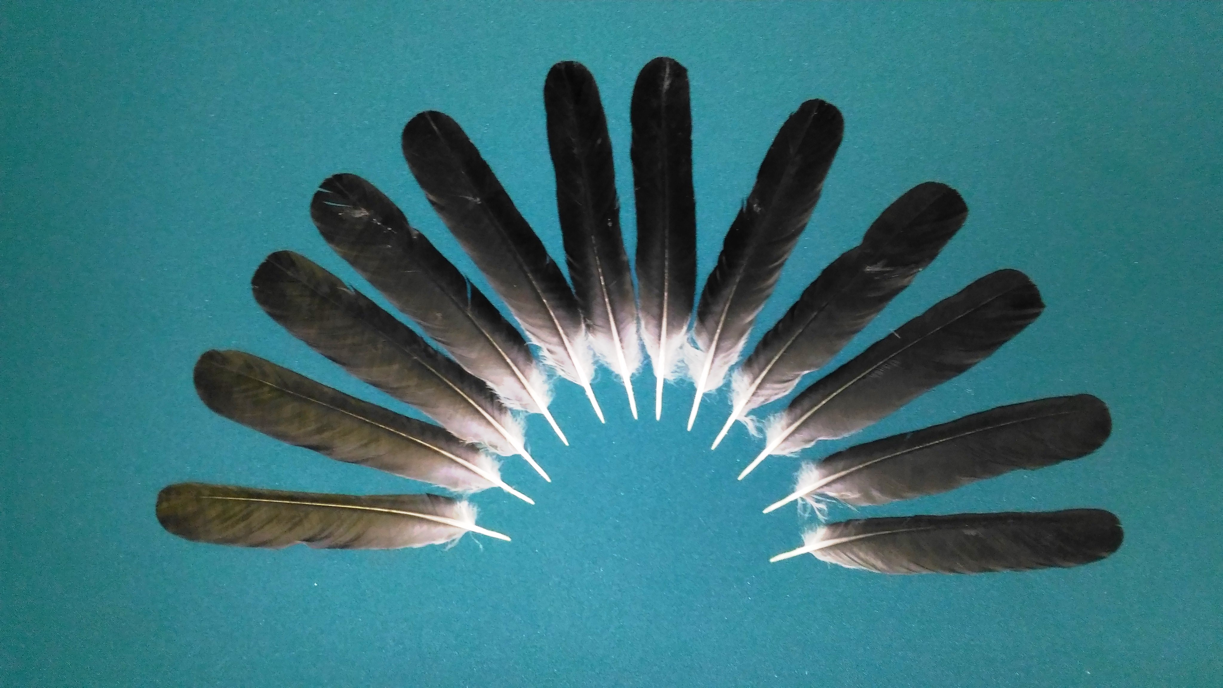Raven tail feathers real, natural. Hugin Munin | Inspire Uplift