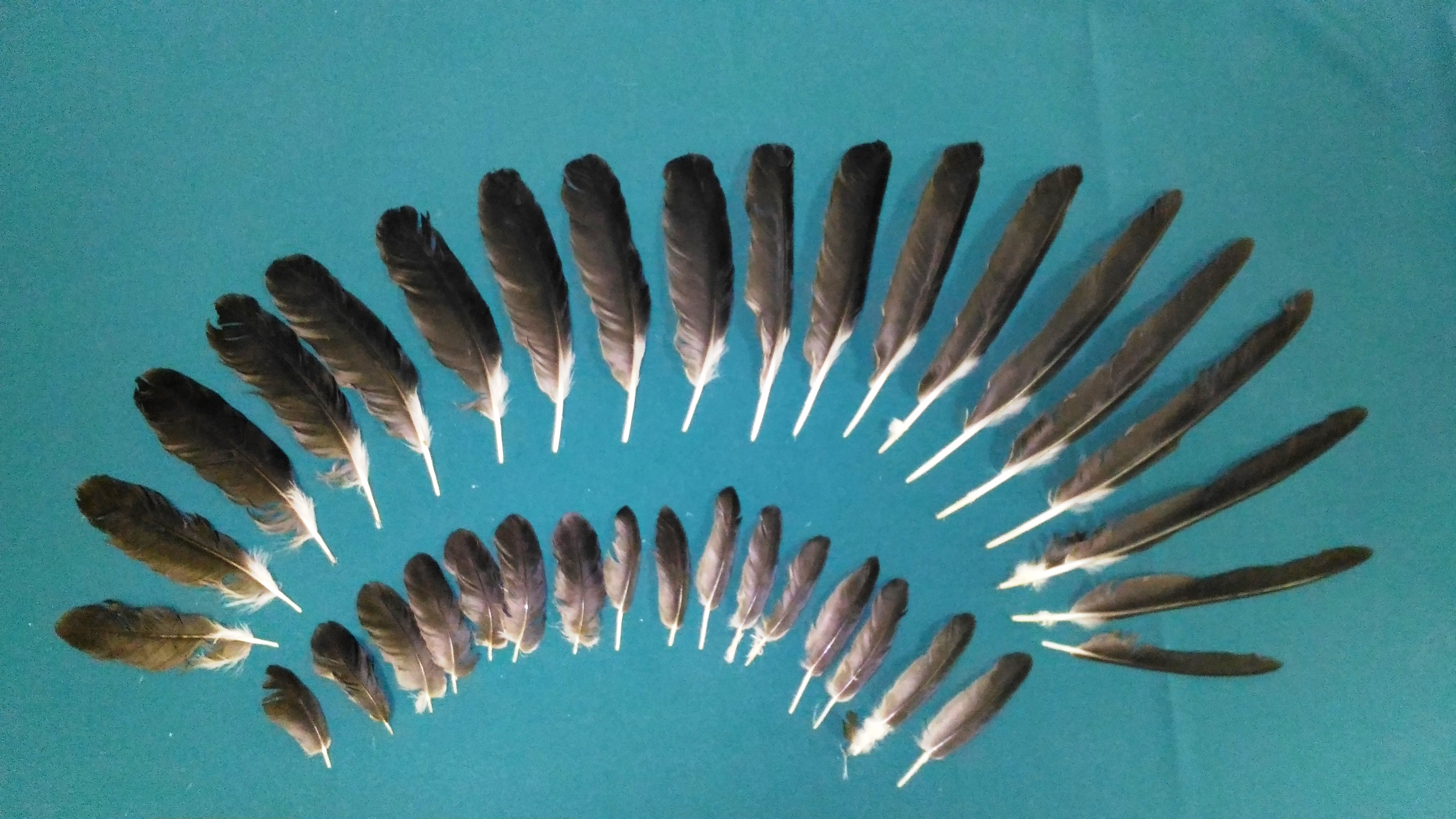 Raven feathers from the left wing. real natural | Inspire Uplift