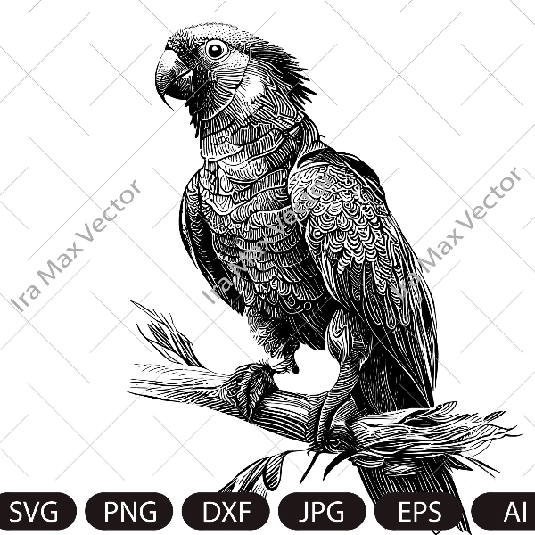 Parrot Svg, Parrot detailed, Macaw svg, Exotic bird svg, Sil | Inspire ...