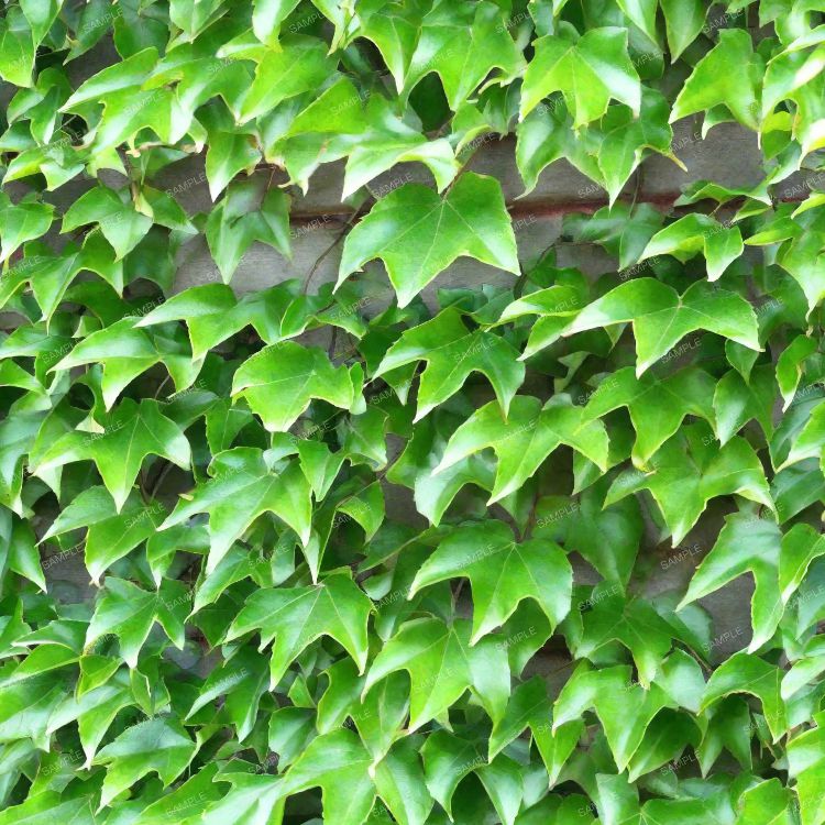 Boston Ivy 43 Seamless Tileable Repeating Pattern - Inspire Uplift