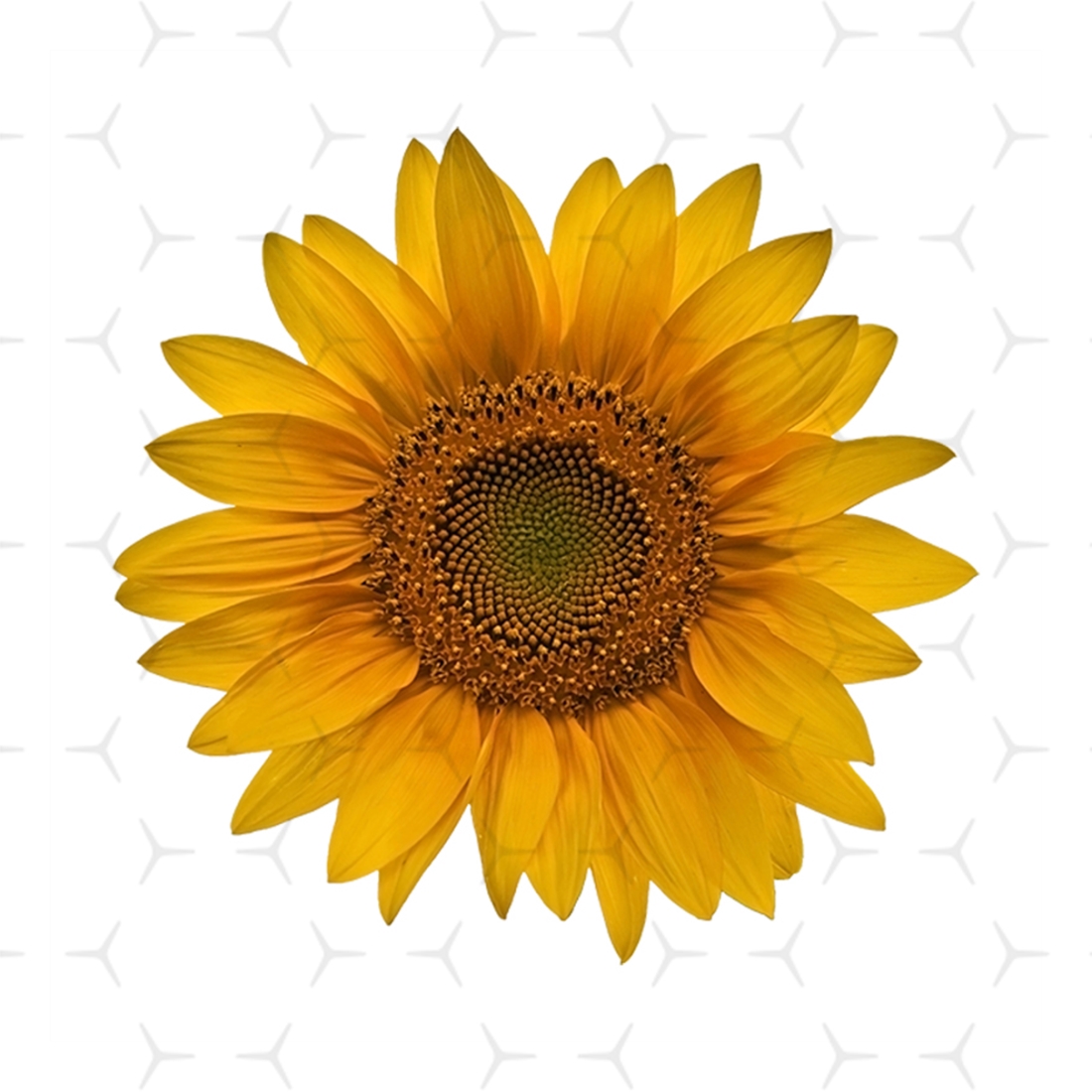 Small Sunflower Closeup Svg, Flower Svg, Sunflower Svg, Birt - Inspire ...