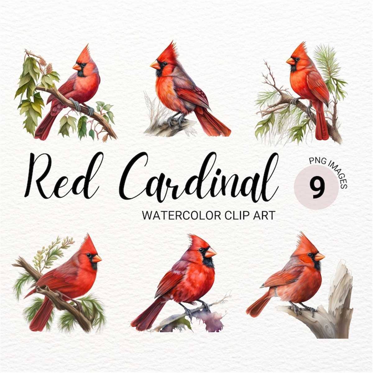 Red Cardinal PNG | Red Cardinal Bird | Cardinal Clipart | Wa | Inspire ...