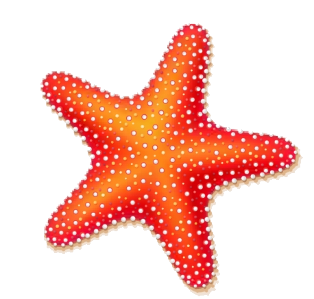 Starfish Png, Moana Png, Moana Princess Disney Png, Baby Moa | Inspire ...