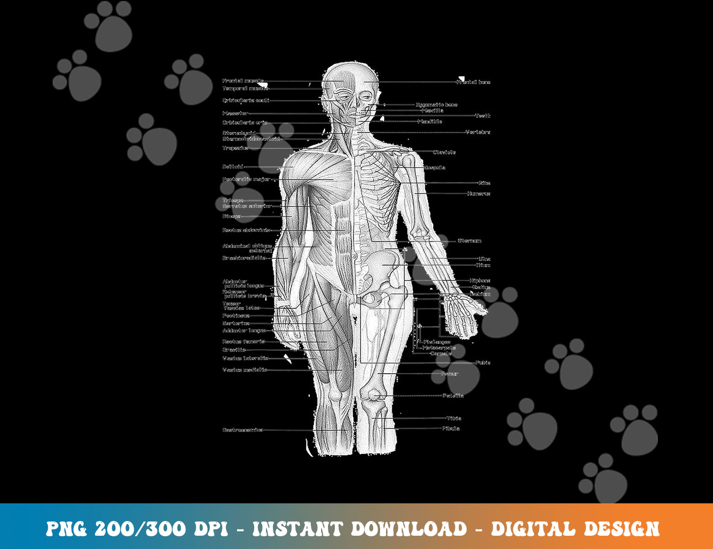 Human Muscle Anatomy Design Tshirt Gift Idea (1) copy | Inspire Uplift