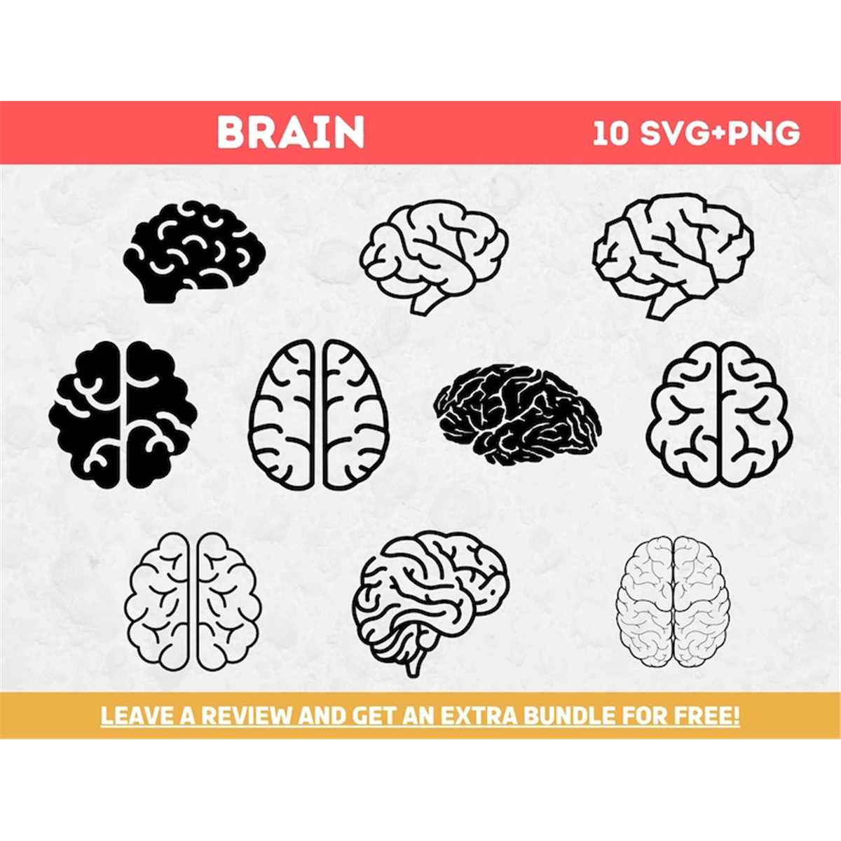 Brain Svg Bundle, Anatomy SVG, Svg Files for Cricut, Medicin - Inspire ...