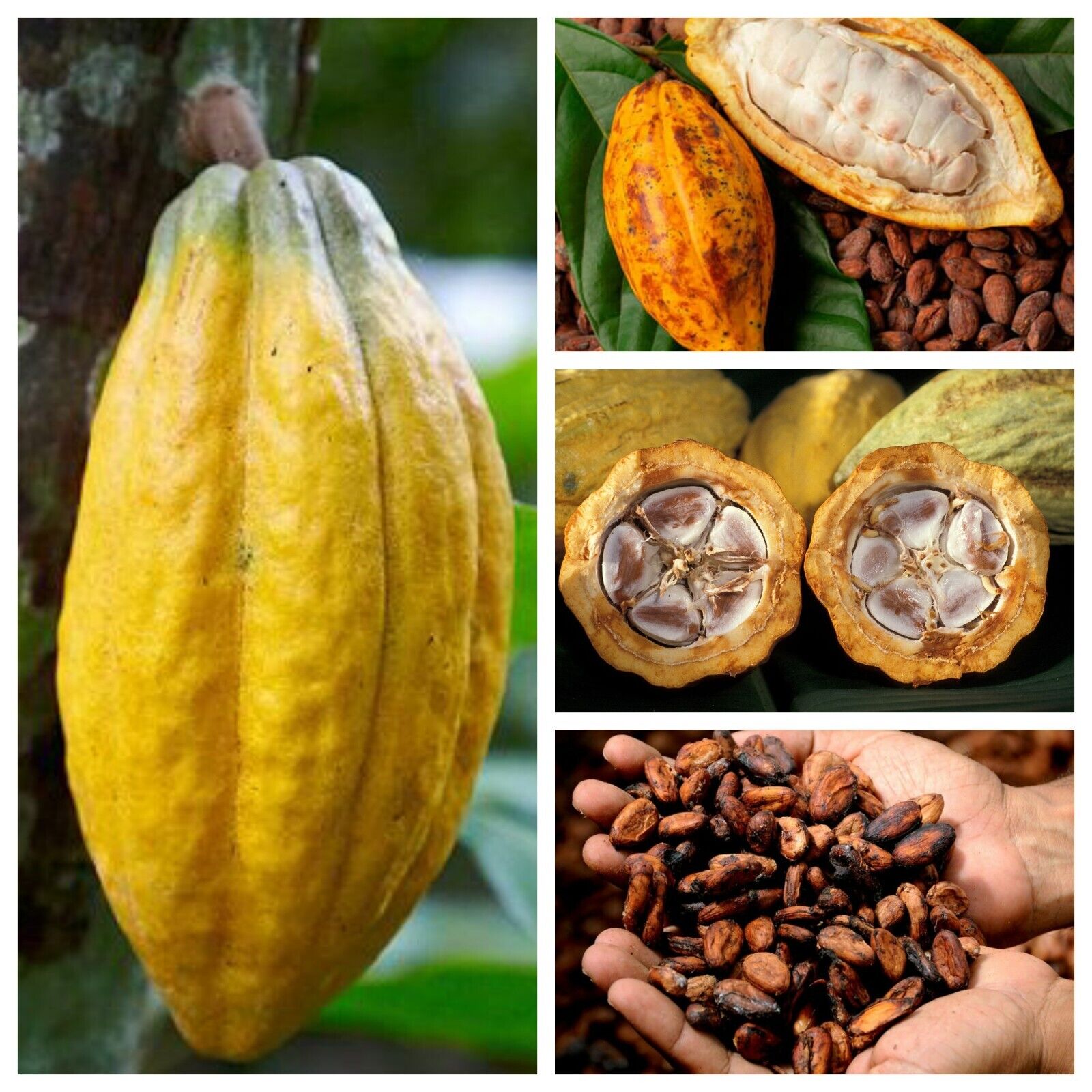 Ceylon Free Shipping Cocoa 100 Seeds Criollo Seeds For Plant | Inspire ...