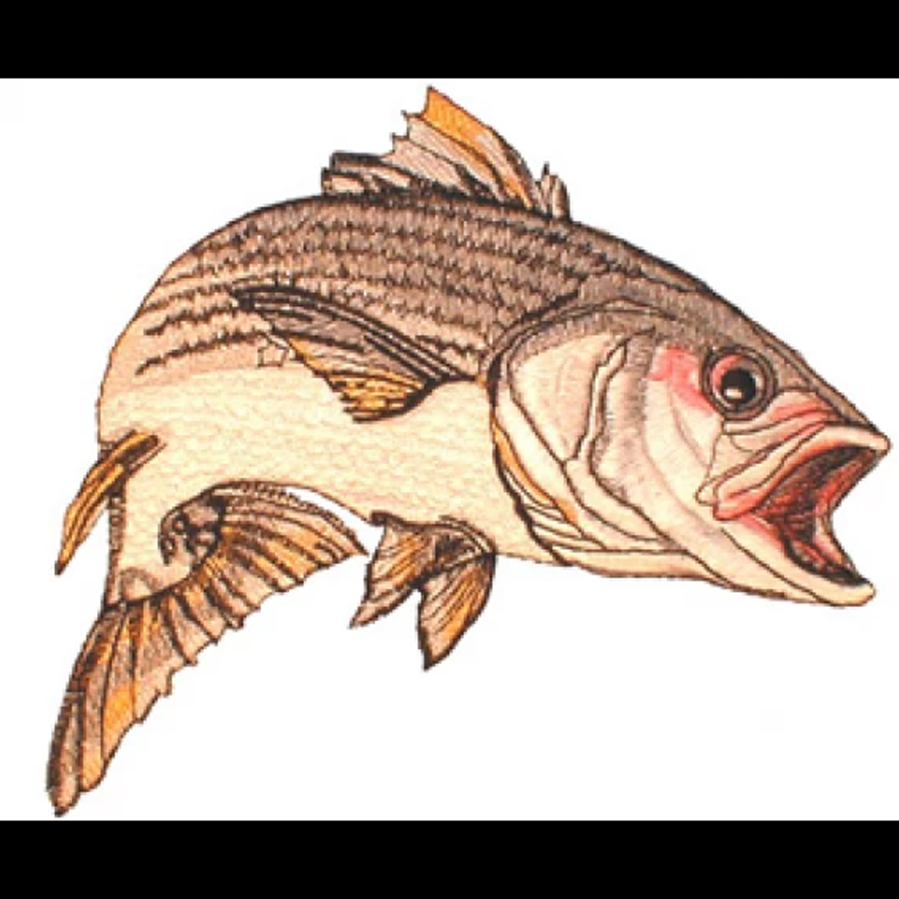 Striped Bass Fish embroidery design, Embroidery design, Embr | Inspire ...