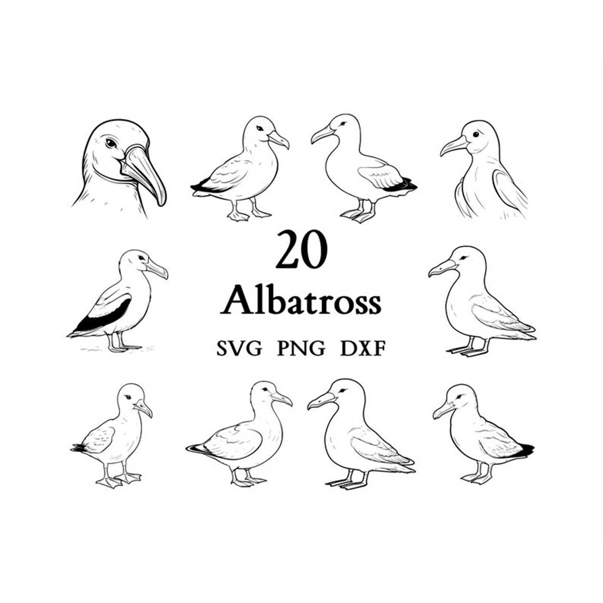 Albatross Svg Bundle , Albatross Svg , Cut Files for Cricut | Inspire ...