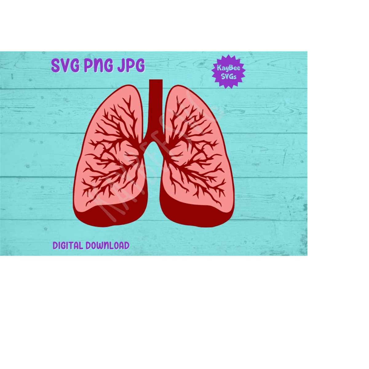 Anatomical Lungs SVG PNG JPG Clipart Digital Cut File Downlo - Inspire ...