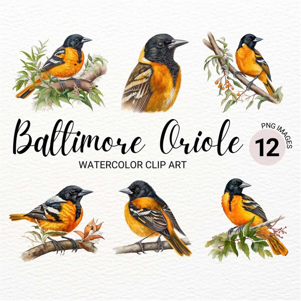 Baltimore Oriole Bird PNG | Baltimore Oriole Watercolor Bird | Inspire ...