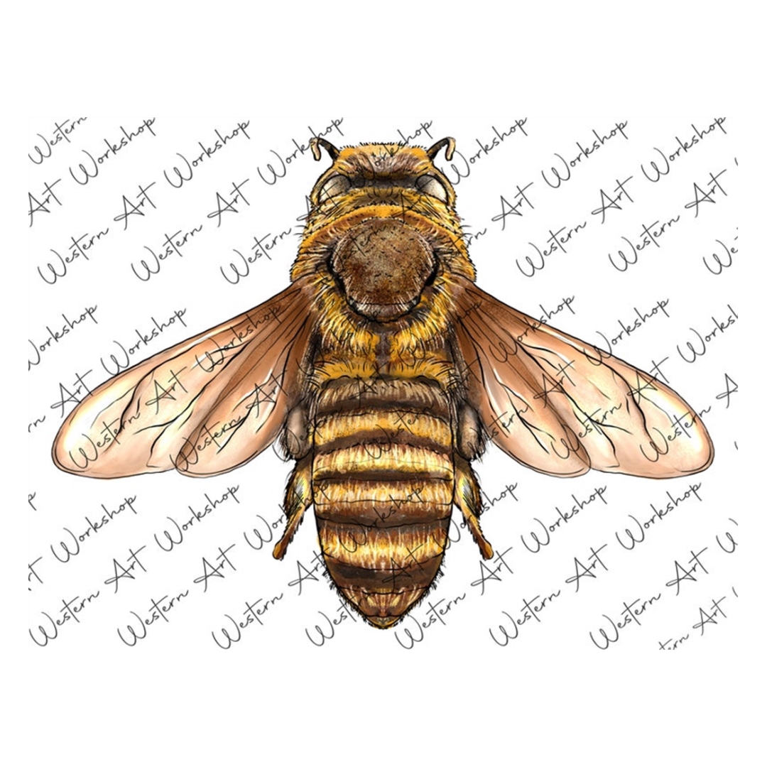 Bee Png Sublimation Design, Bee Png, Bee Clipart, Hand Drawn | Inspire ...