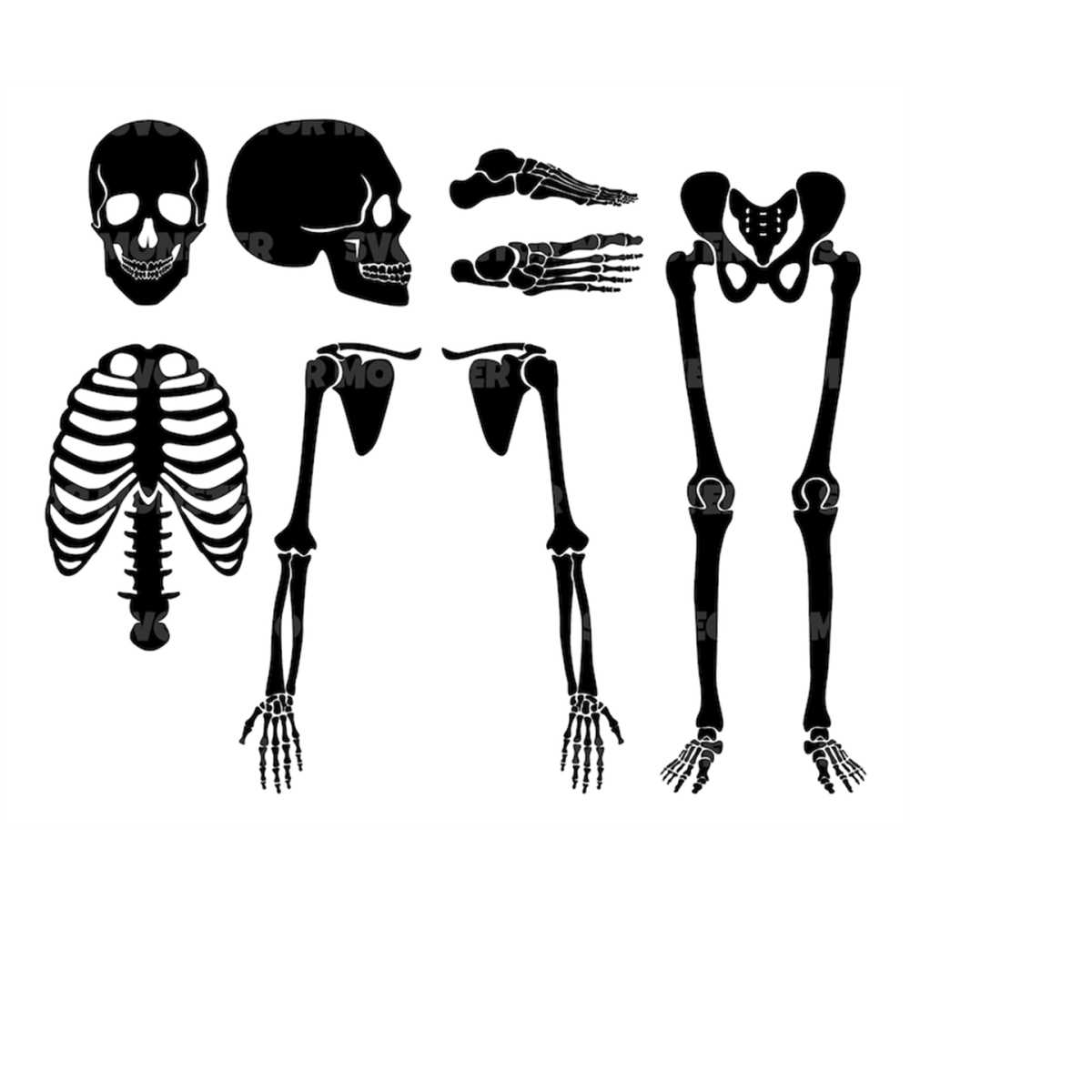 Human Skeleton Svg, Bones Svg, icon Clip art Svg, Vector Cut - Inspire ...