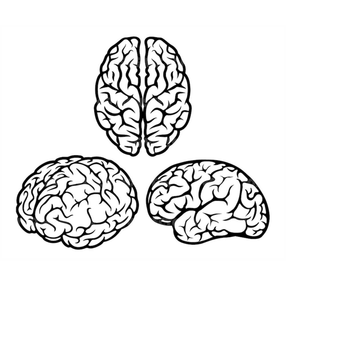 Human Brain Svg Bundle, Different Angles of Brain, Mind Svg - Inspire ...
