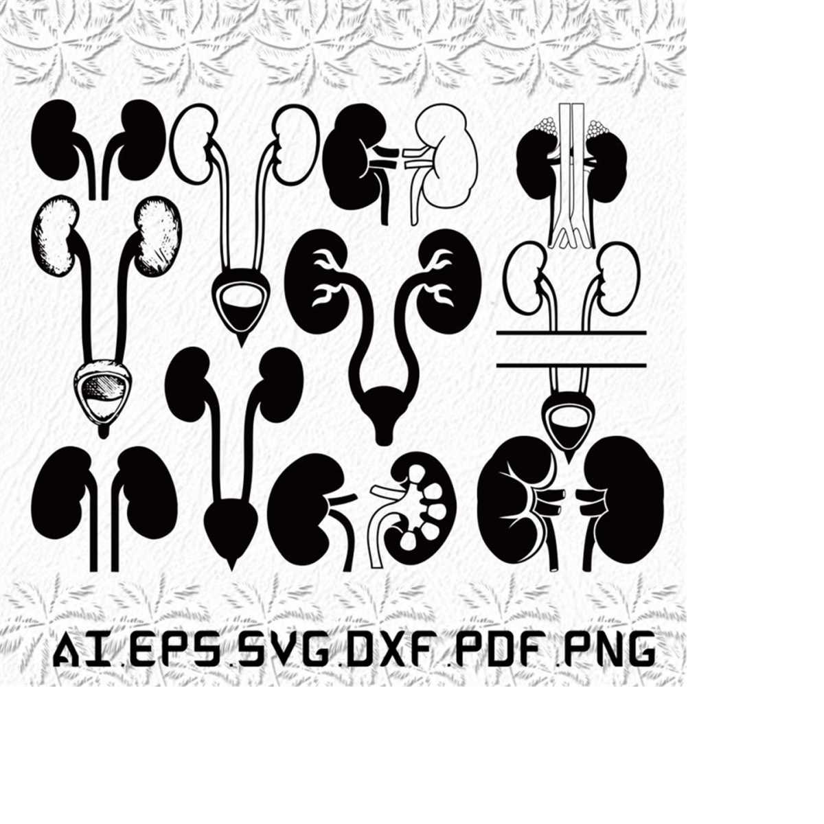 Kidney svg, Donate kidney svg, Kidney stone svg, Disease, Bl | Inspire ...