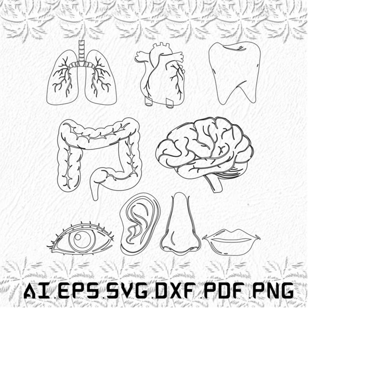 Body Part svg, Body Parts svg, Body svg, Part, Parts, SVG, a | Inspire ...