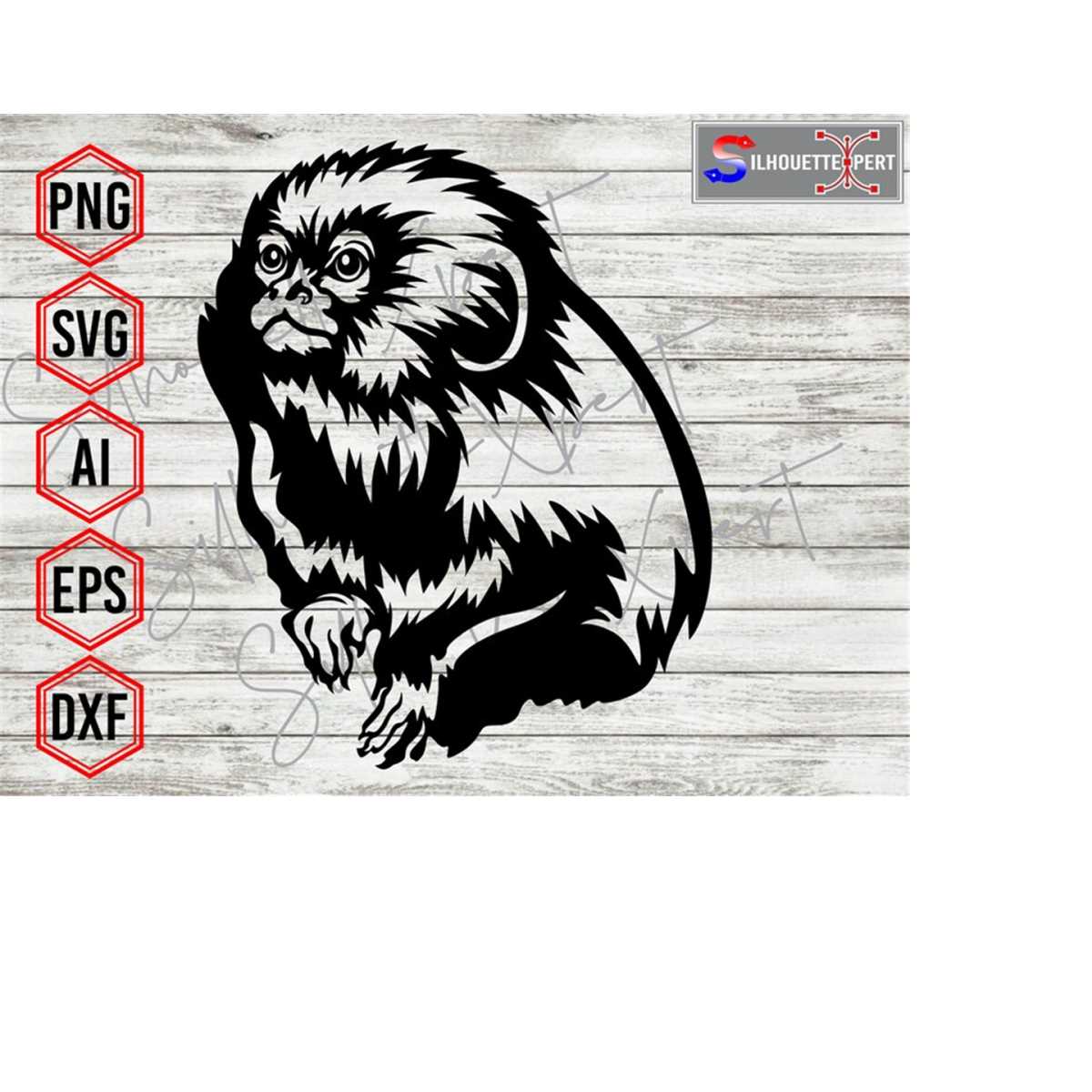 Pygmy Marmoset svg, Monkey svg, Smallest Monkey svg, Animal | Inspire Uplift