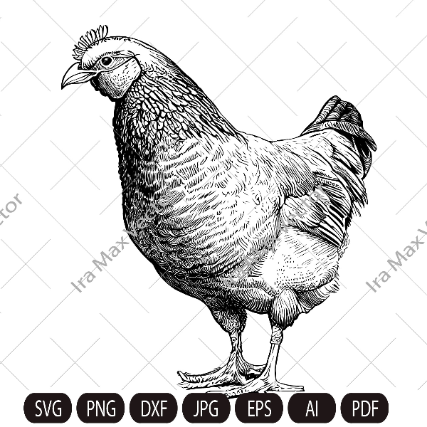 Farm Hen SVG. Hen vector. Bird chicken, farm animal vintage - Inspire ...