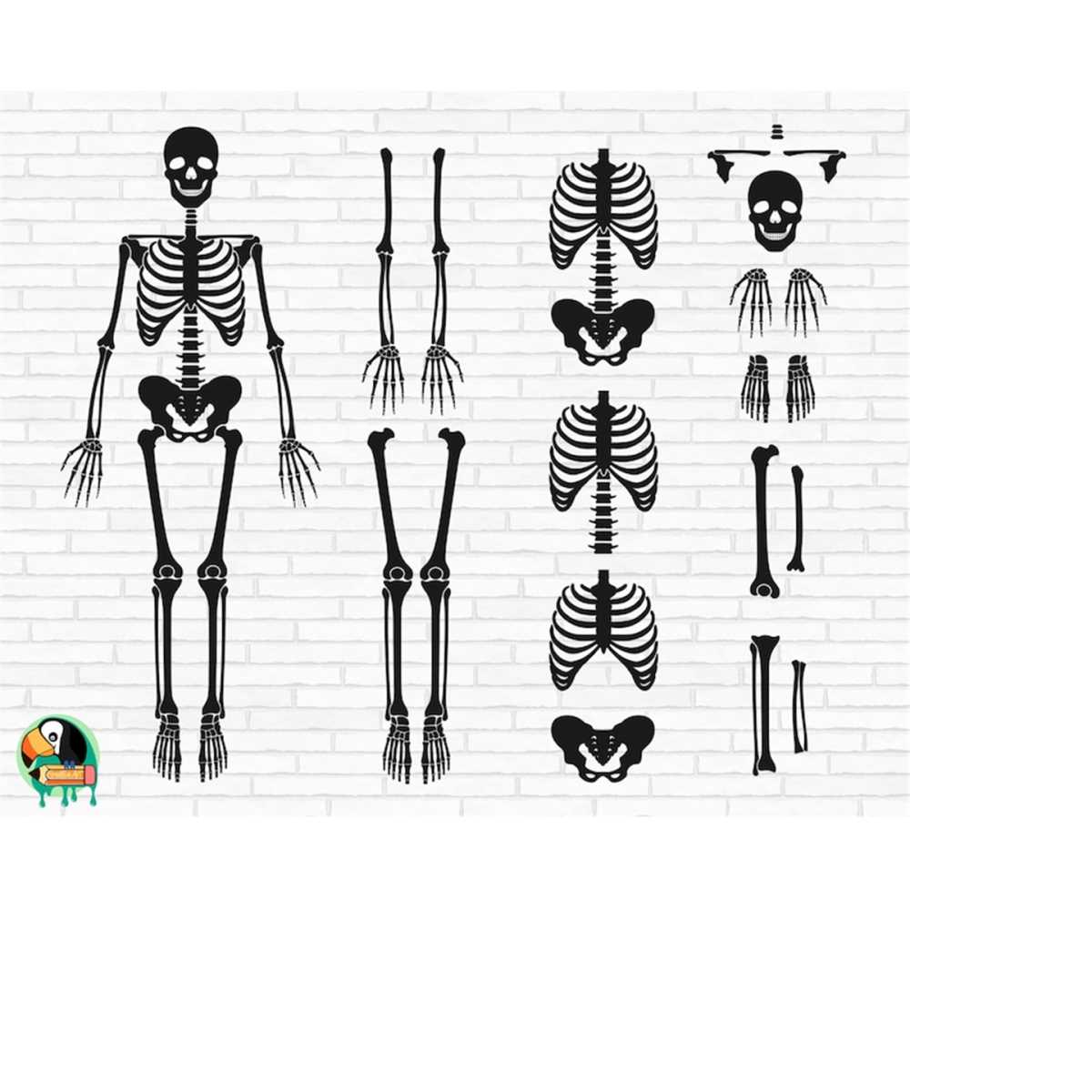 Skeleton Parts SVG, Skeleton Bones Svg, Body Parts Svg, Skel | Inspire ...