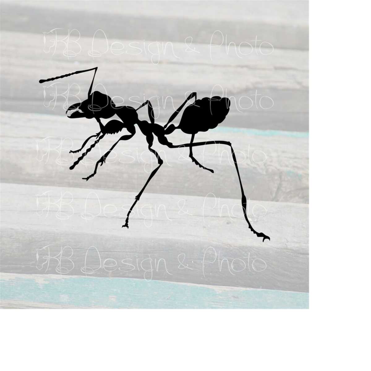 Ant Vector/Raster- SVG, PNG, JPG - Inspire Uplift