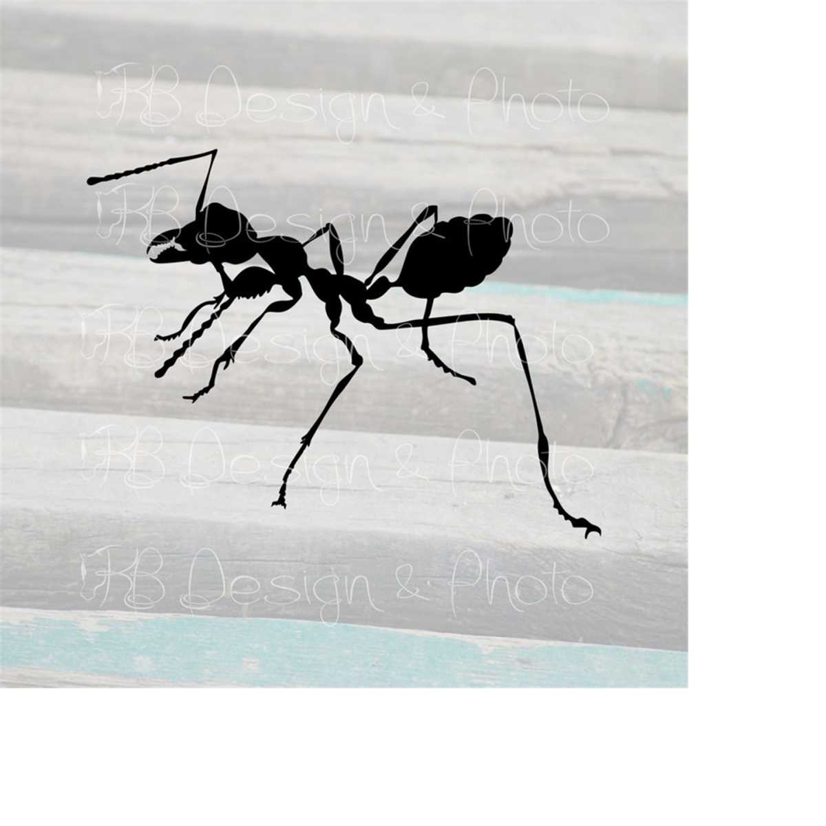 Ant Vector/Raster- SVG, PNG, JPG - Inspire Uplift