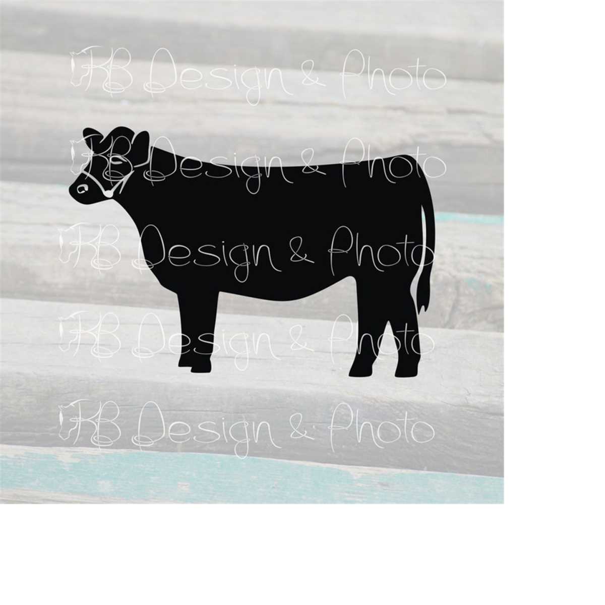 Show Heifer Cow Vector/Raster- SVG, PNG, JPG - Inspire Uplift