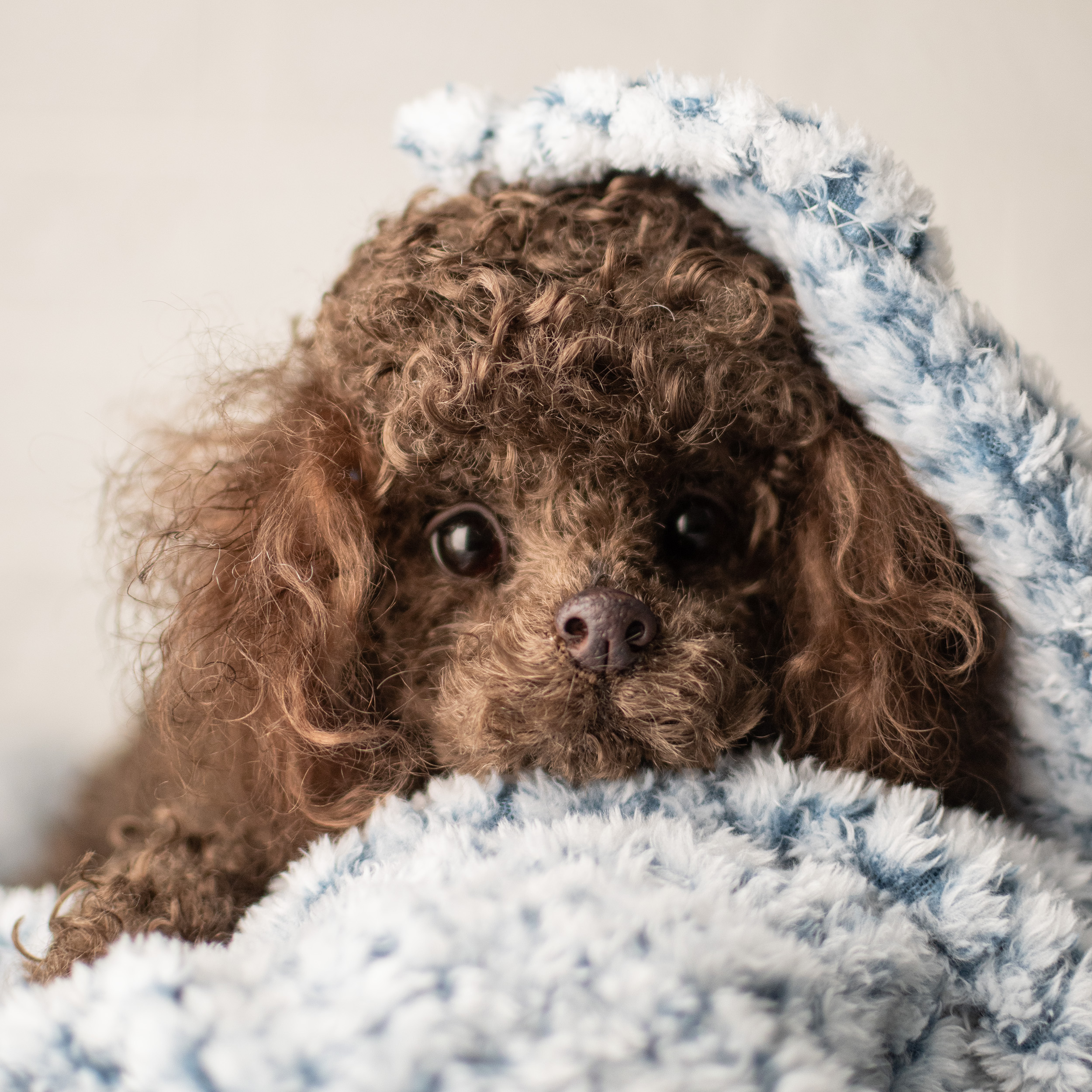 poodle realistic puppy Archi, Poodle Dog , Realistic Toy | Inspire Uplift