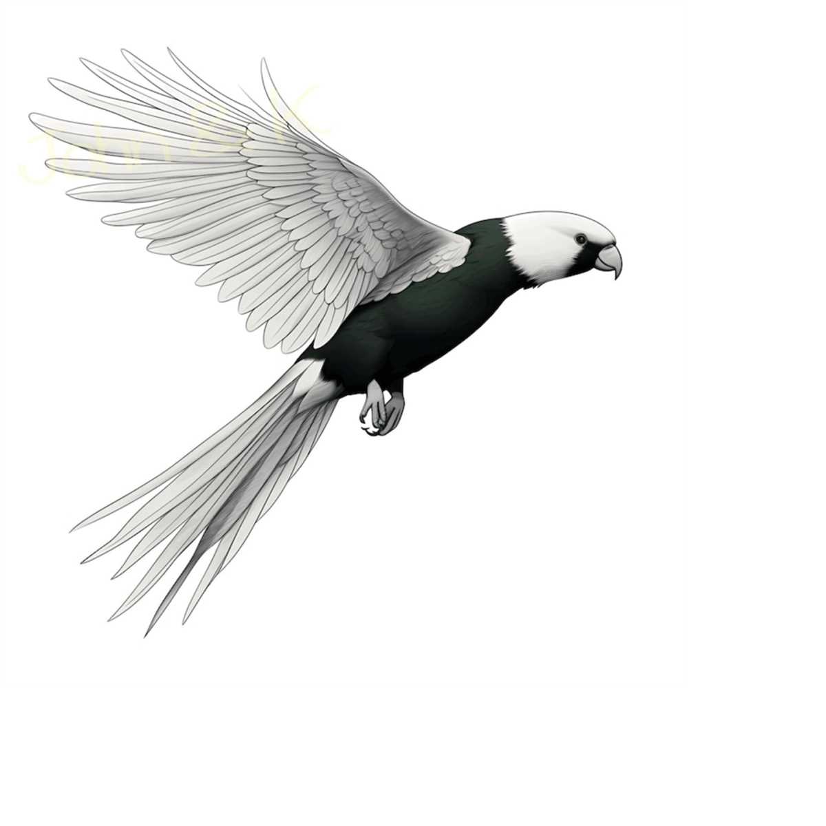 African Grey Svg, Parrot vector, African Grey svg for shirt - Inspire ...